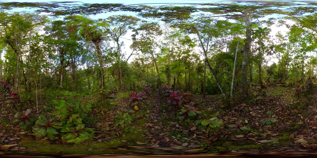 Rainforest in the Philippines. 360-Degree view. 8k Video. 360º Video ...