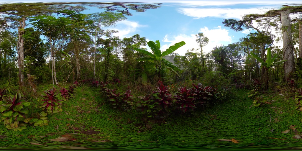Rainforest in the Philippines. 360-Degree view. 360º Video | 360Cities