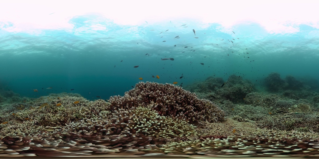 Underwater world with tropical fish and stony coral reefs. 360º Video ...